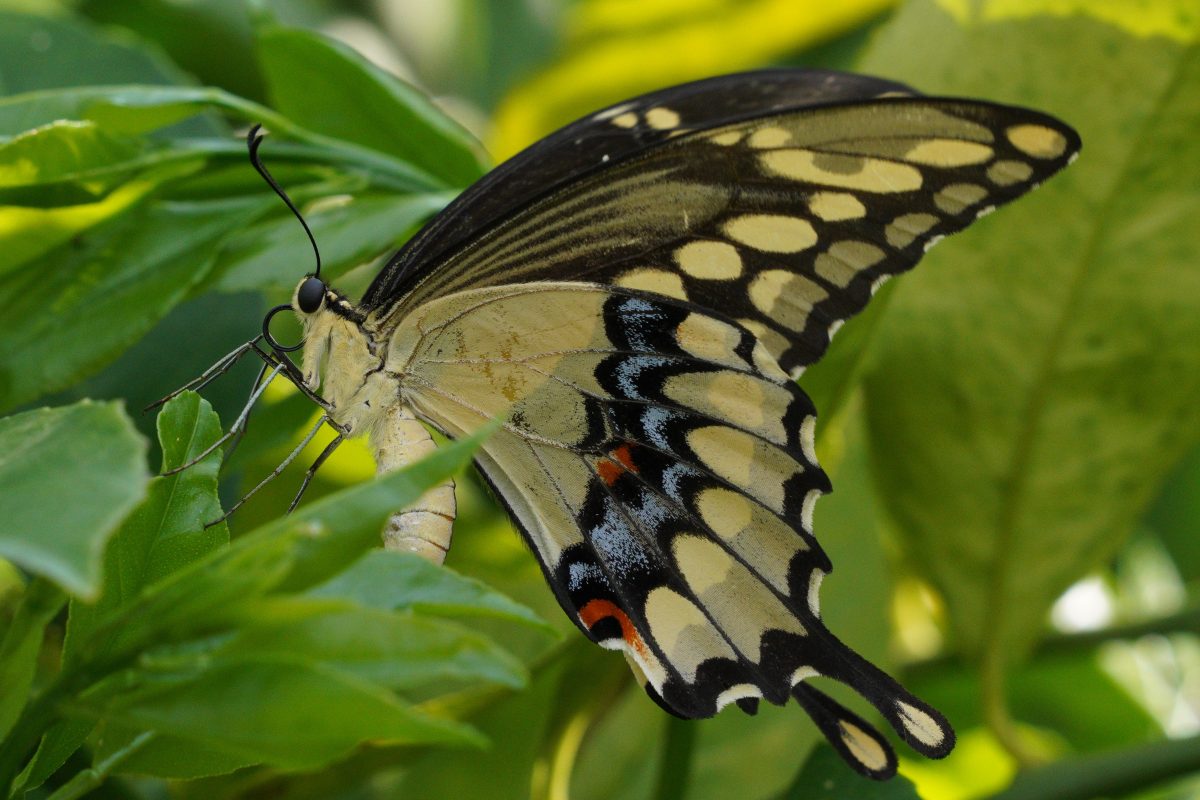 Tiger Swallow tail – Erellaz