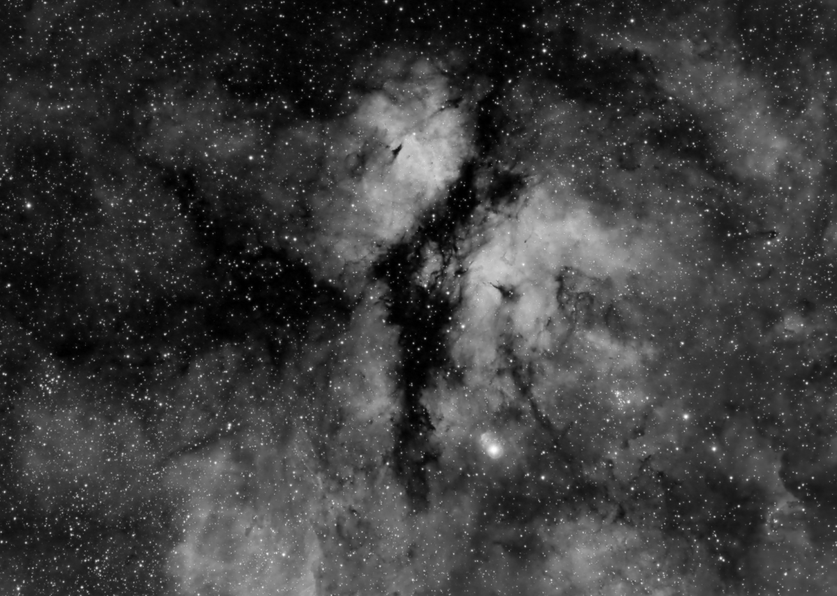 A visit of Cygnus the swan – Erellaz