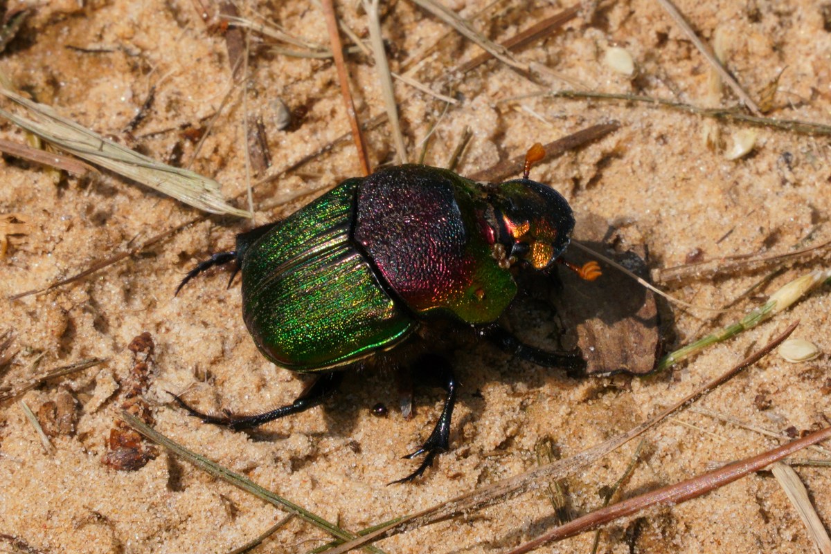 Rainbow scarab – Erellaz