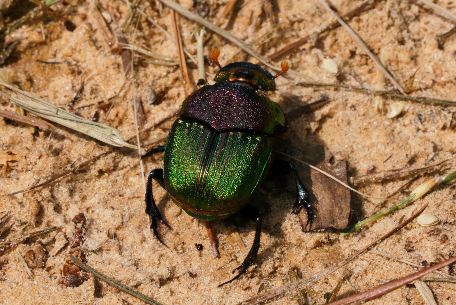 Rainbow scarab – Erellaz