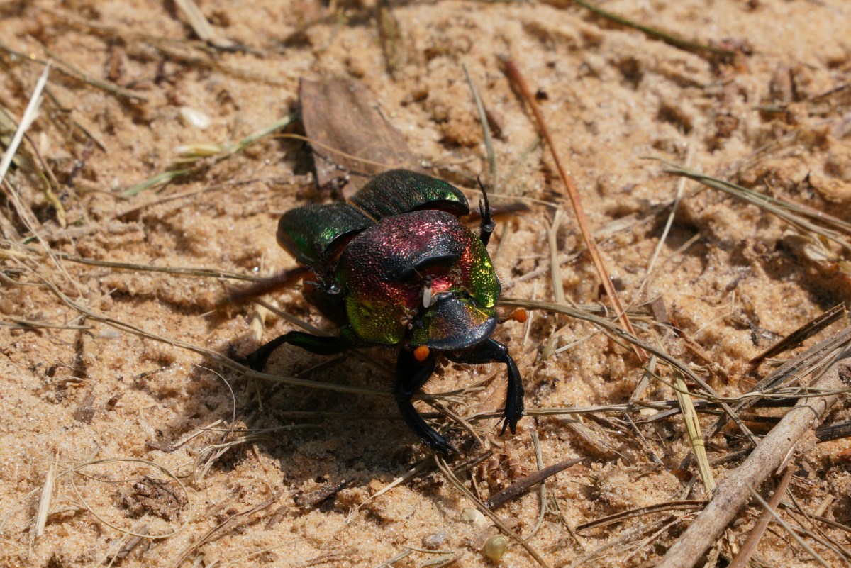 Rainbow scarab – Erellaz