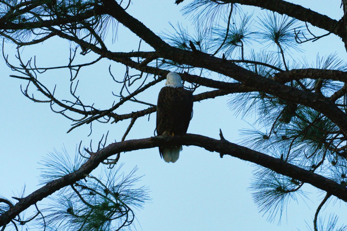 Bald eagle – Erellaz
